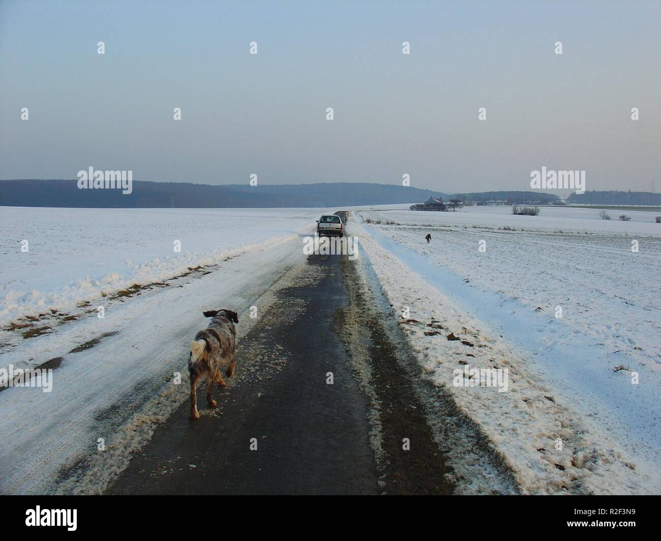 Poor dog hi-res stock photography and images - Alamy