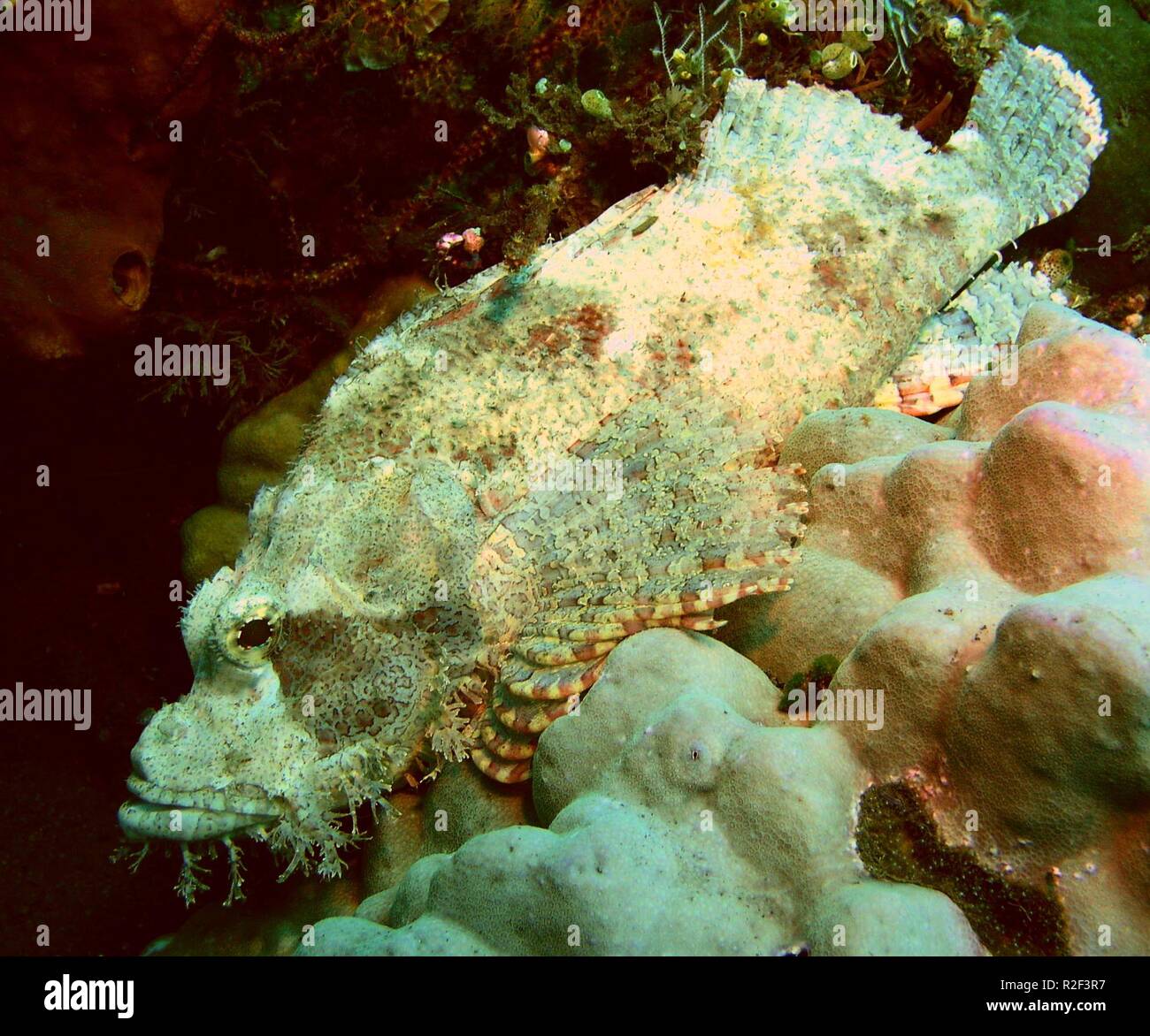 Scorpio fish hi-res stock photography and images - Alamy