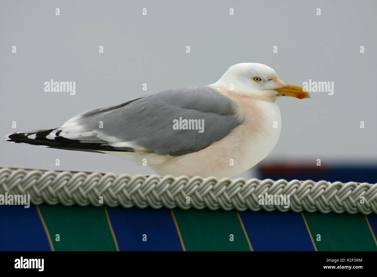 Stummer hi-res stock photography and images - Alamy