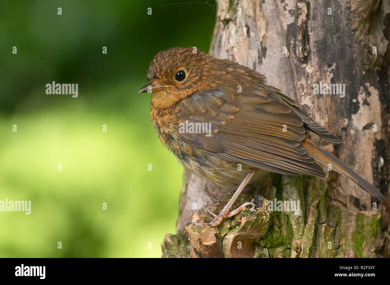 robin young bird Stock Photo - Alamy