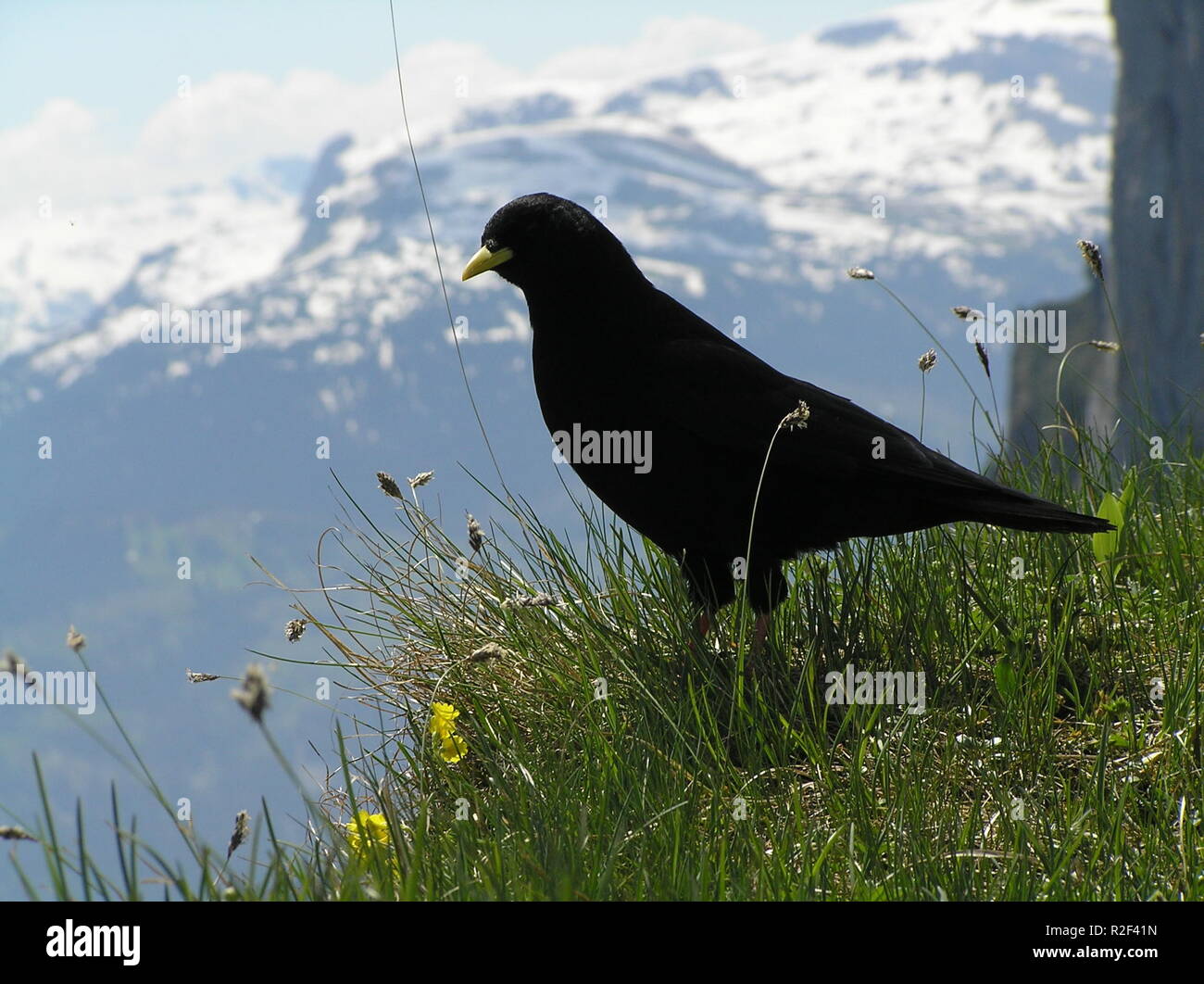 Bergdohle hi-res stock photography and images - Alamy