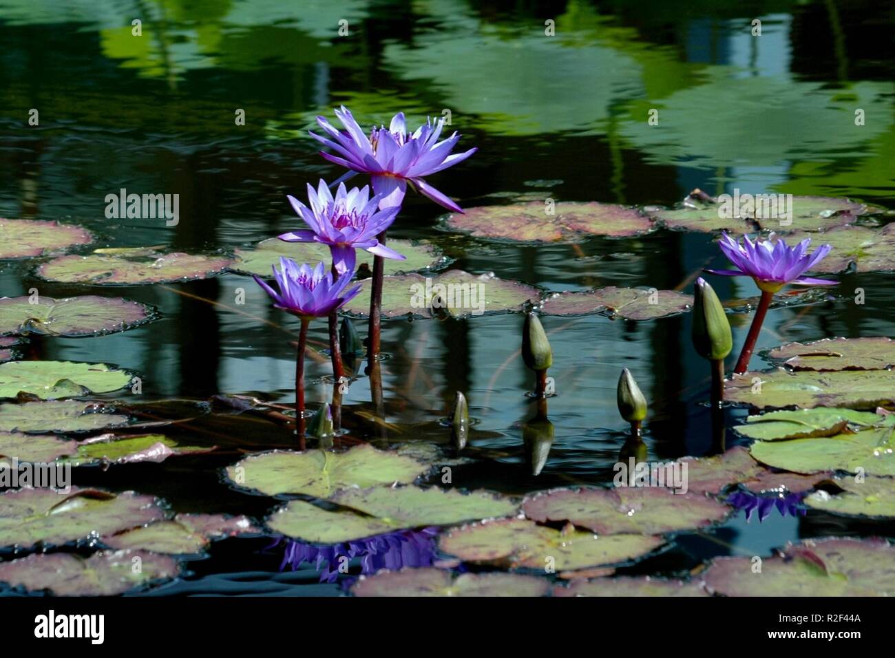 the lily pond (1 Stock Photo - Alamy