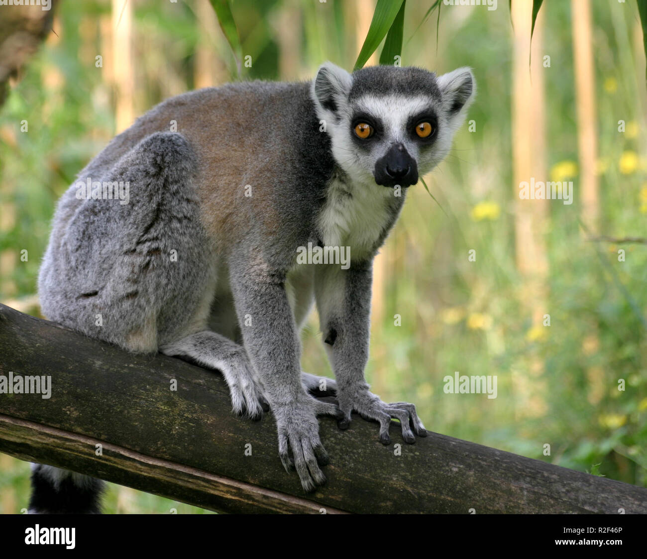 Katta portra t hi-res stock photography and images - Alamy