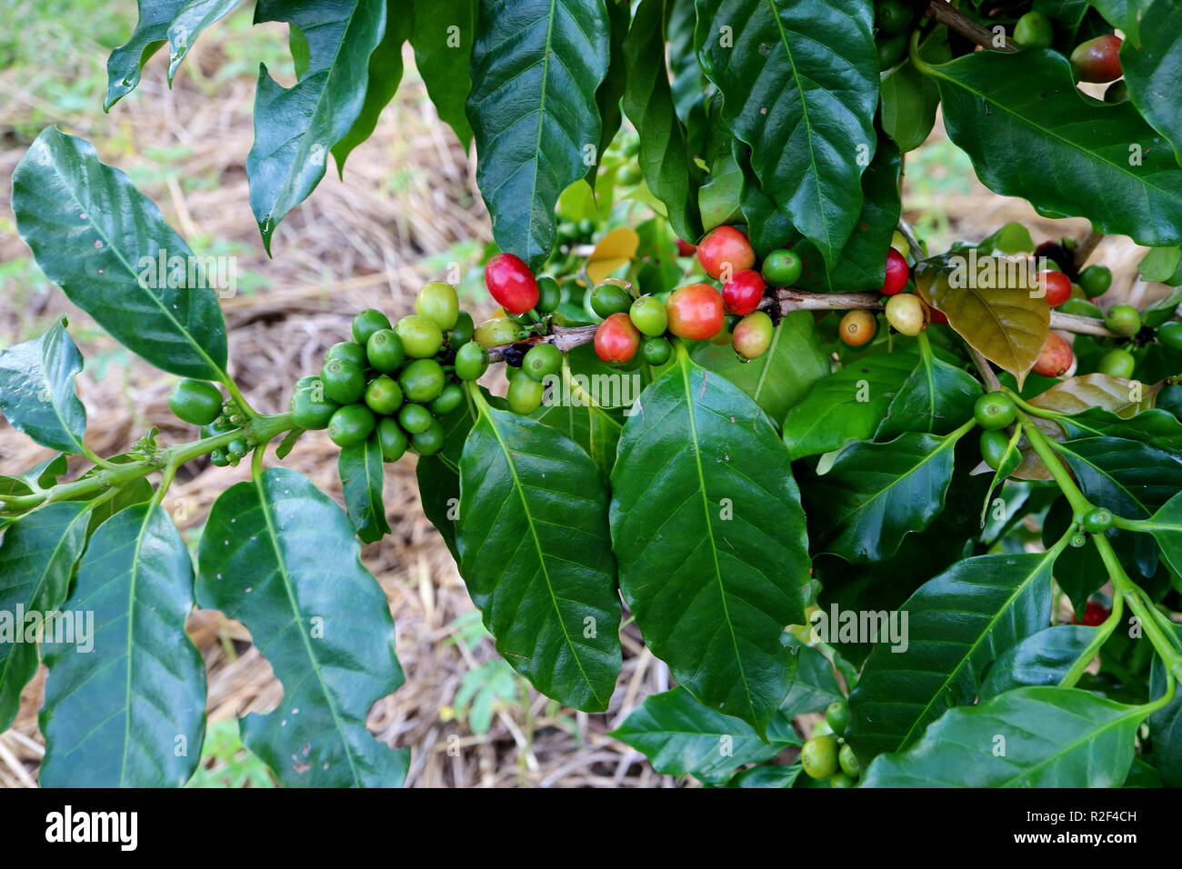 Nan cherry hi-res stock photography and images - Alamy