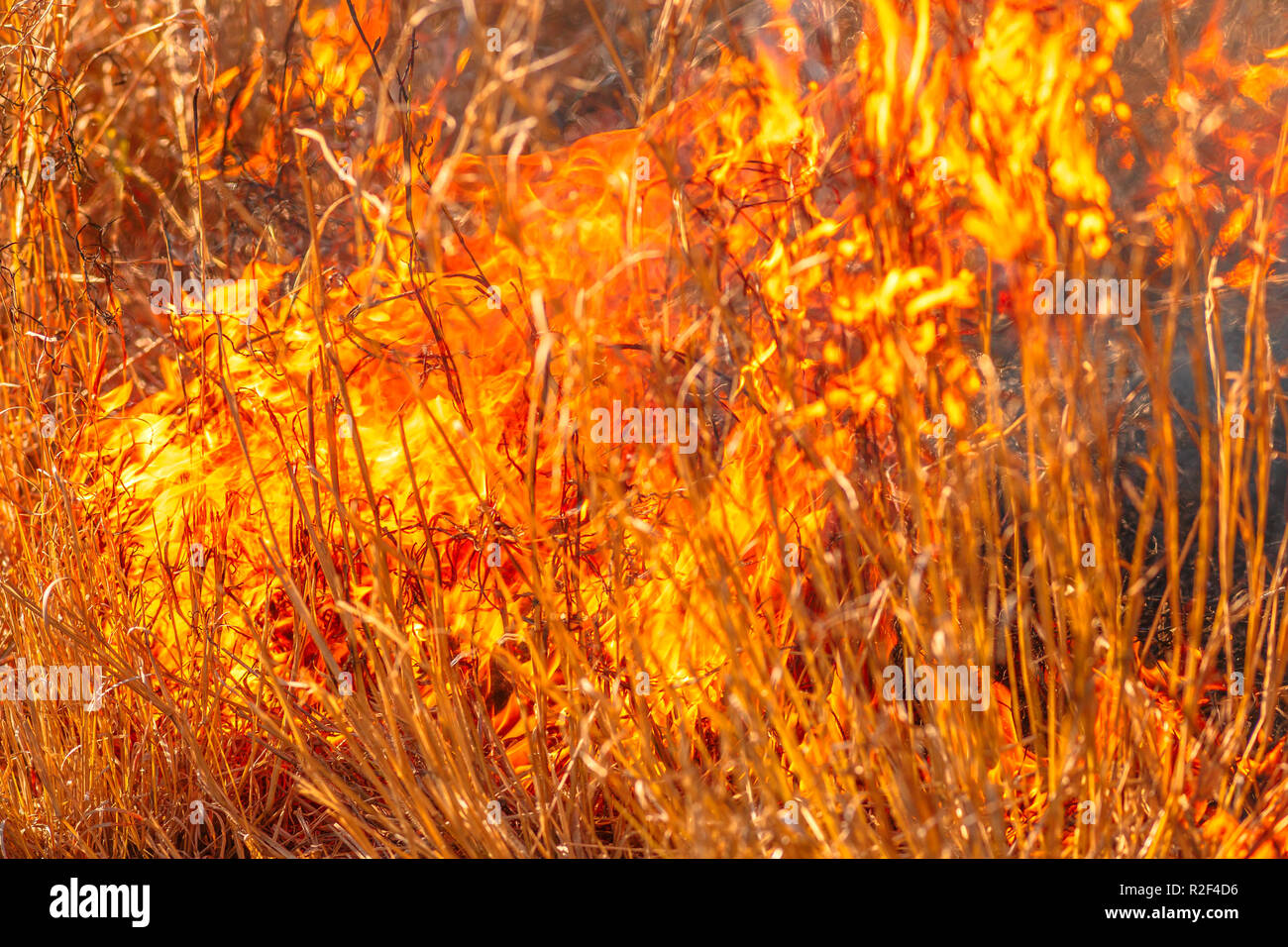 Fire background conceptual. Close-up of forest in an area of trees and ...