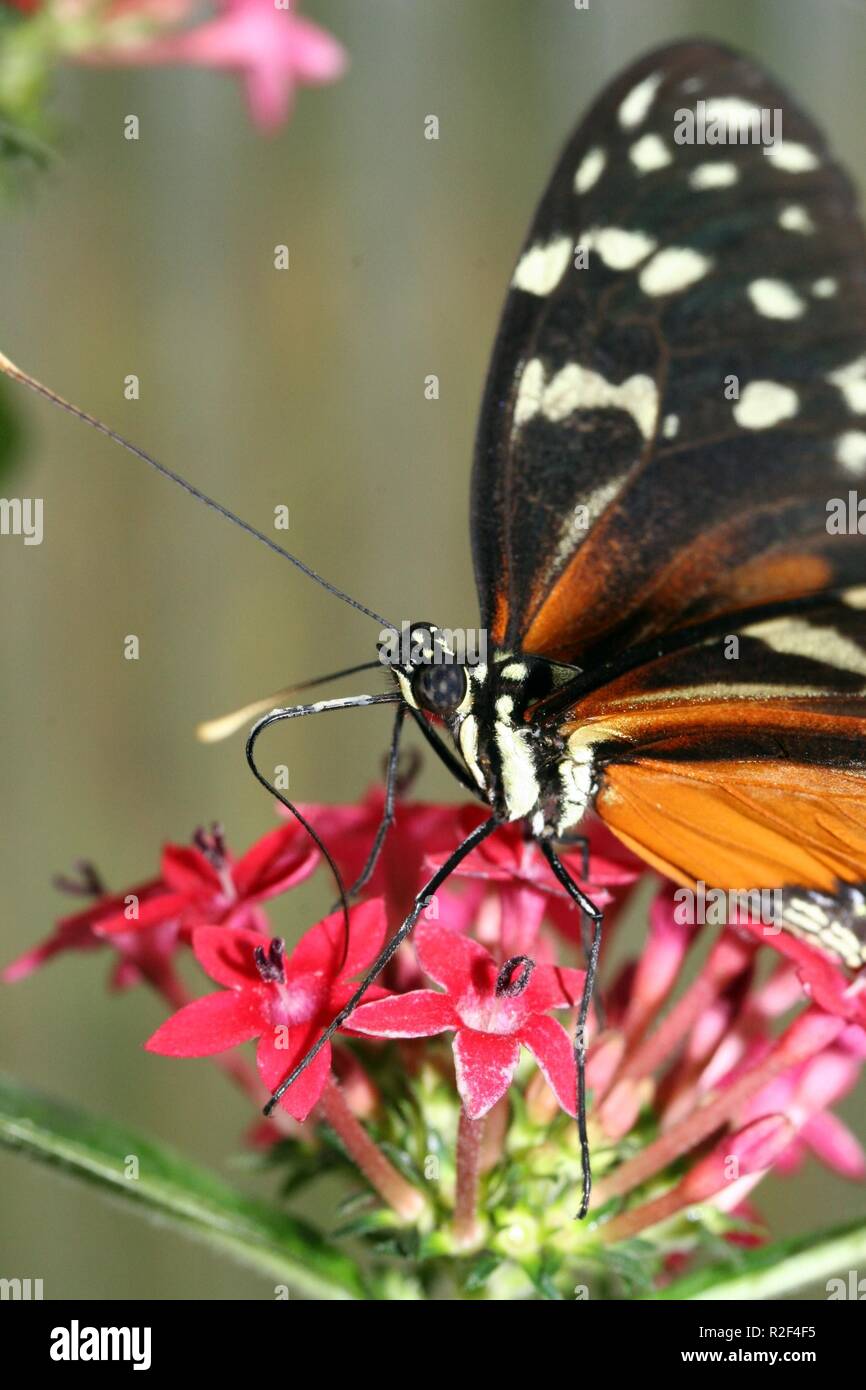 Heliconius caterpillar hi-res stock photography and images - Alamy