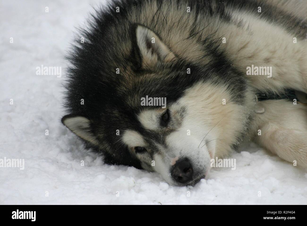 Hunderasse husky hi-res stock photography and images - Alamy