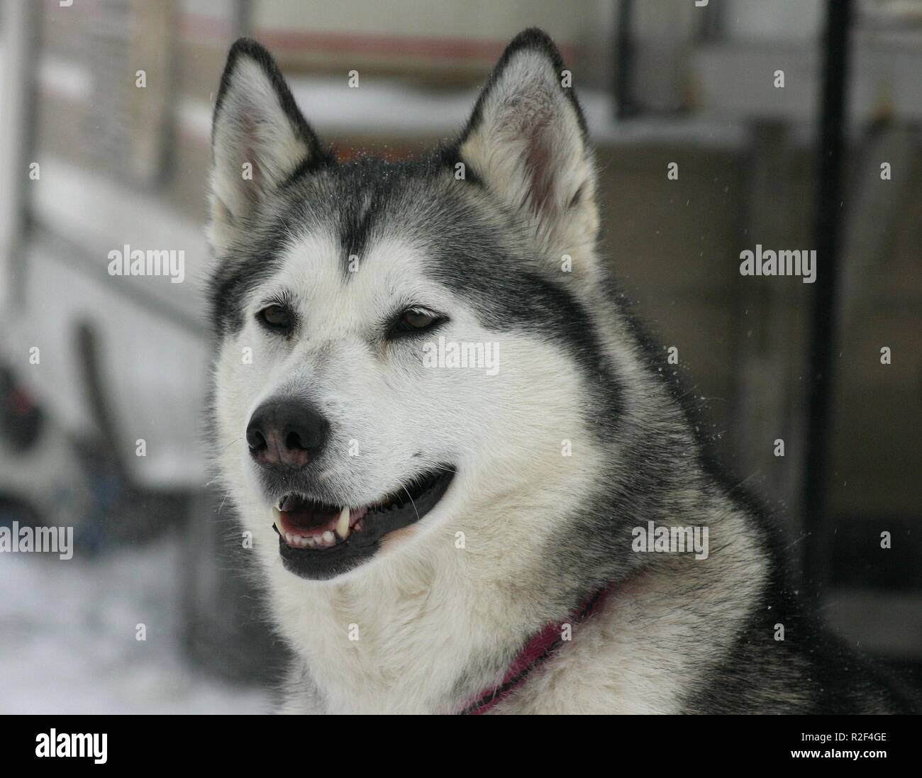 Huska hi-res stock photography and images - Alamy