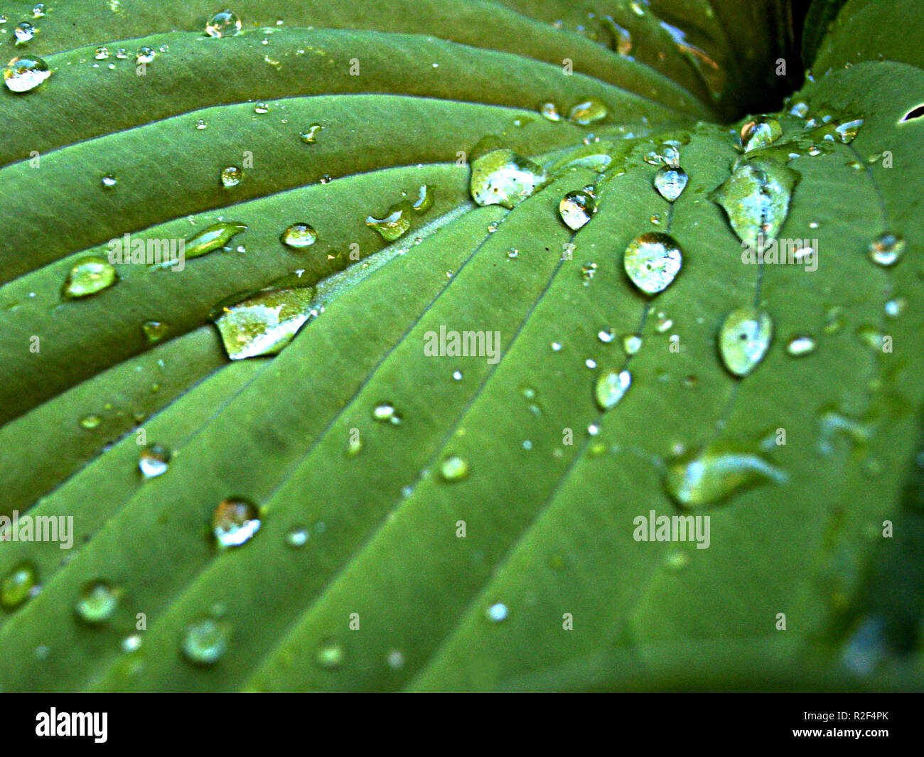 Lotuseffekt hi-res stock photography and images - Alamy