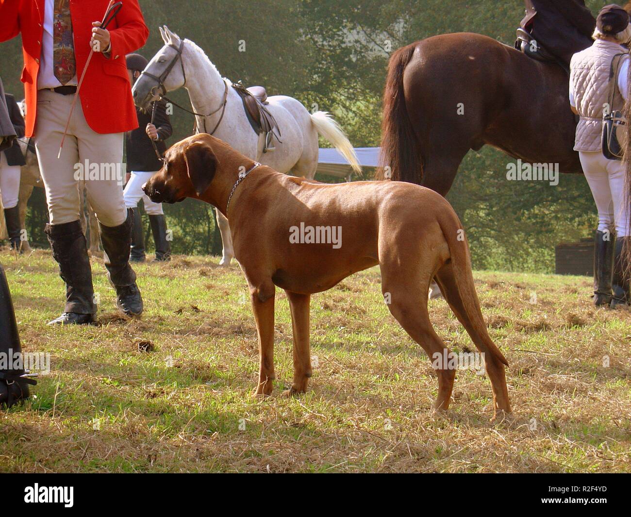 from the perspective of a dog Stock Photo - Alamy
