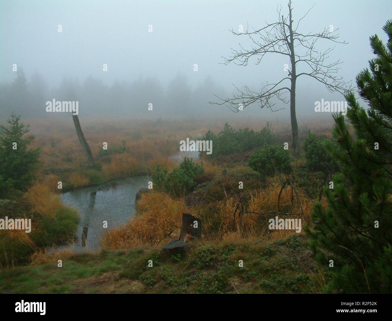 fog in the bog Stock Photo - Alamy