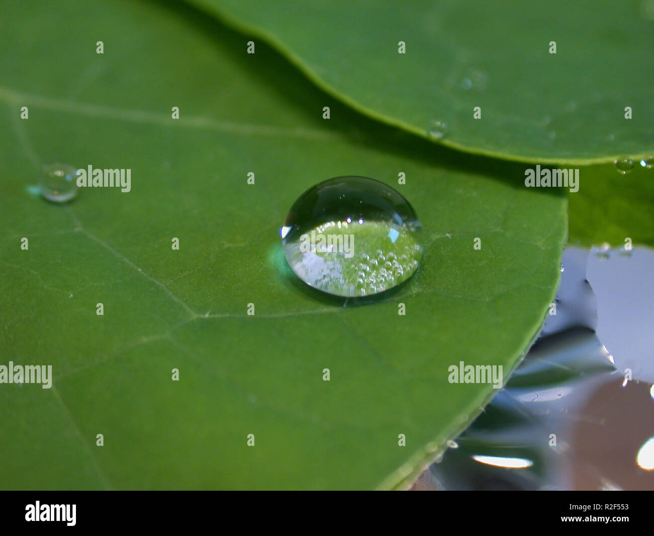 lotus bath 2 Stock Photo - Alamy