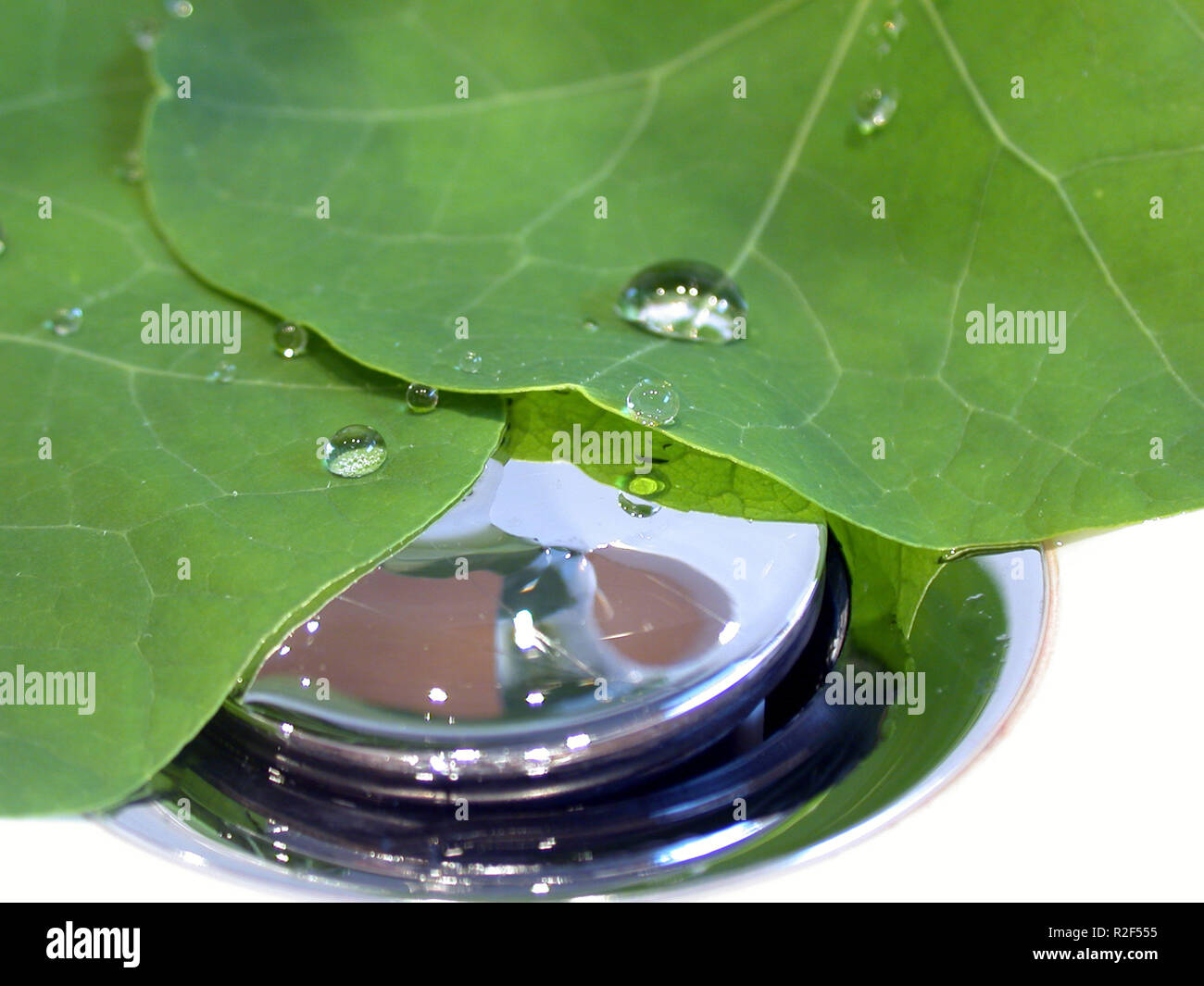 Lotuseffekt High Resolution Stock Photography and Images - Alamy
