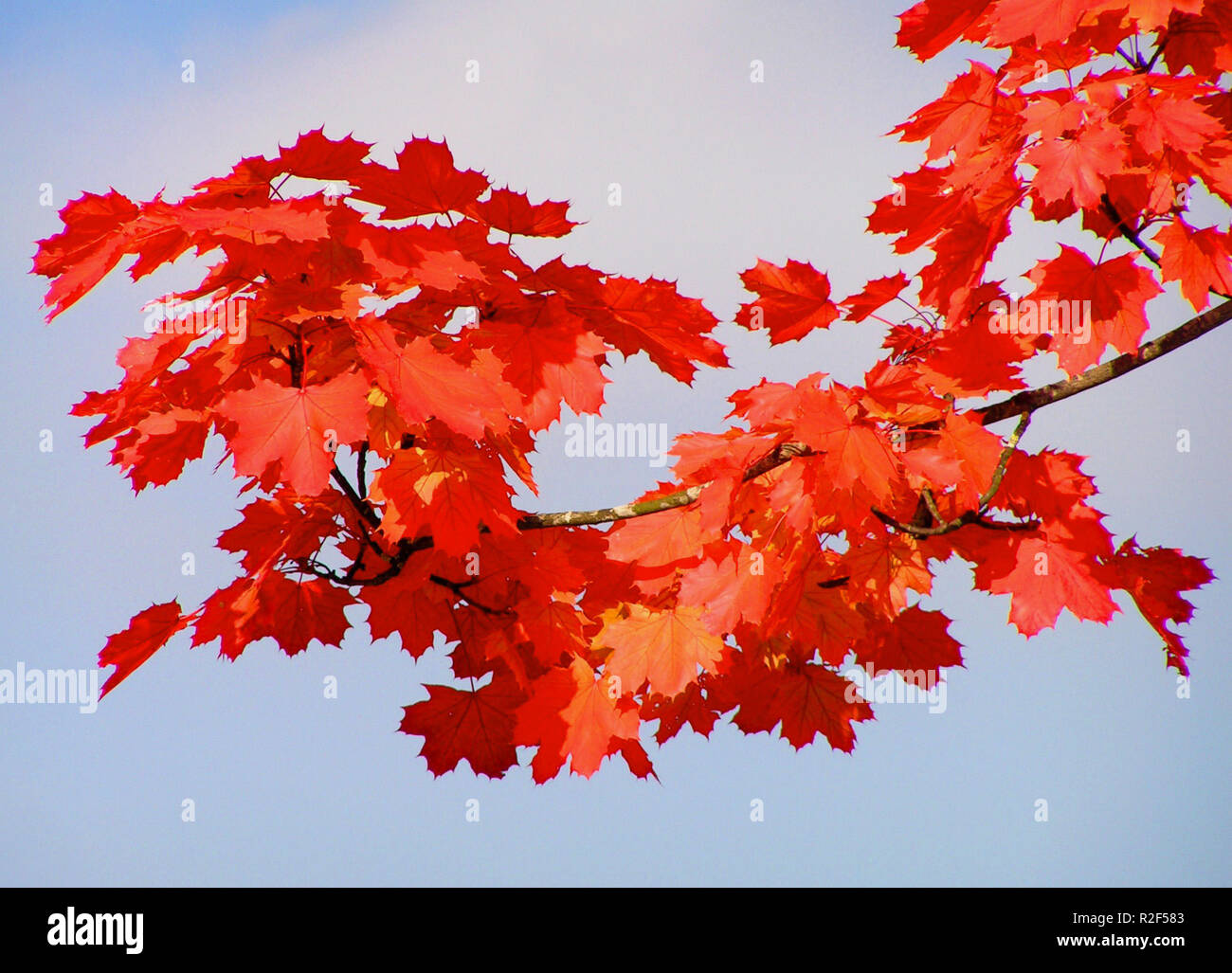 Feuerrot hi-res stock photography and images - Alamy