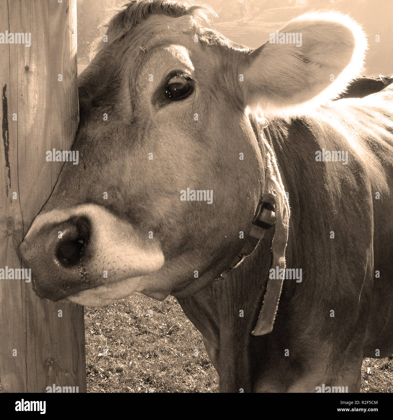 Bw cow hi-res stock photography and images - Alamy