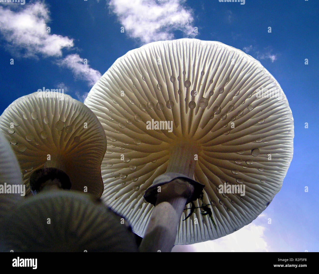 Sweating mushroom hi-res stock photography and images - Alamy