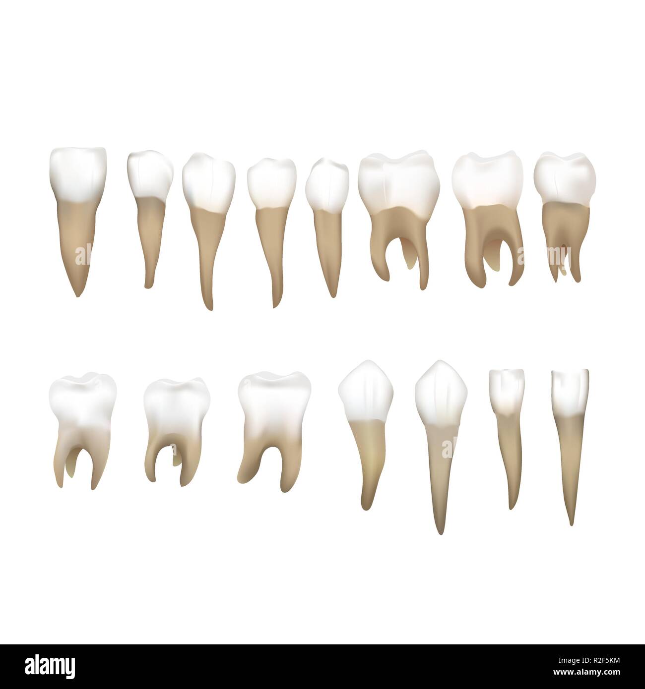 Big set of different realistic human teeths on white Stock Vector Image ...