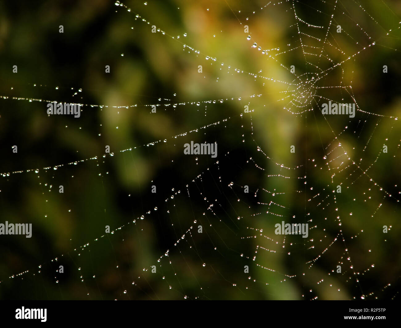 Spinnenfaden hi-res stock photography and images - Alamy
