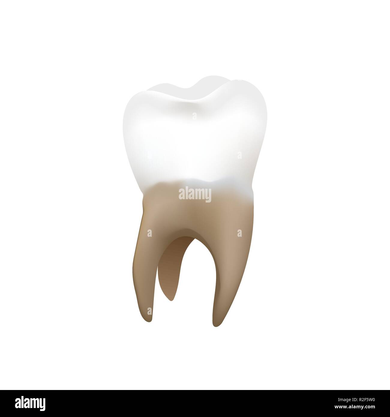 Bright realistic premolar, human tooth on white Stock Vector Image ...