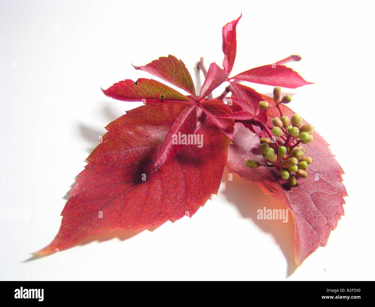 Ruby leaves hi-res stock photography and images - Alamy