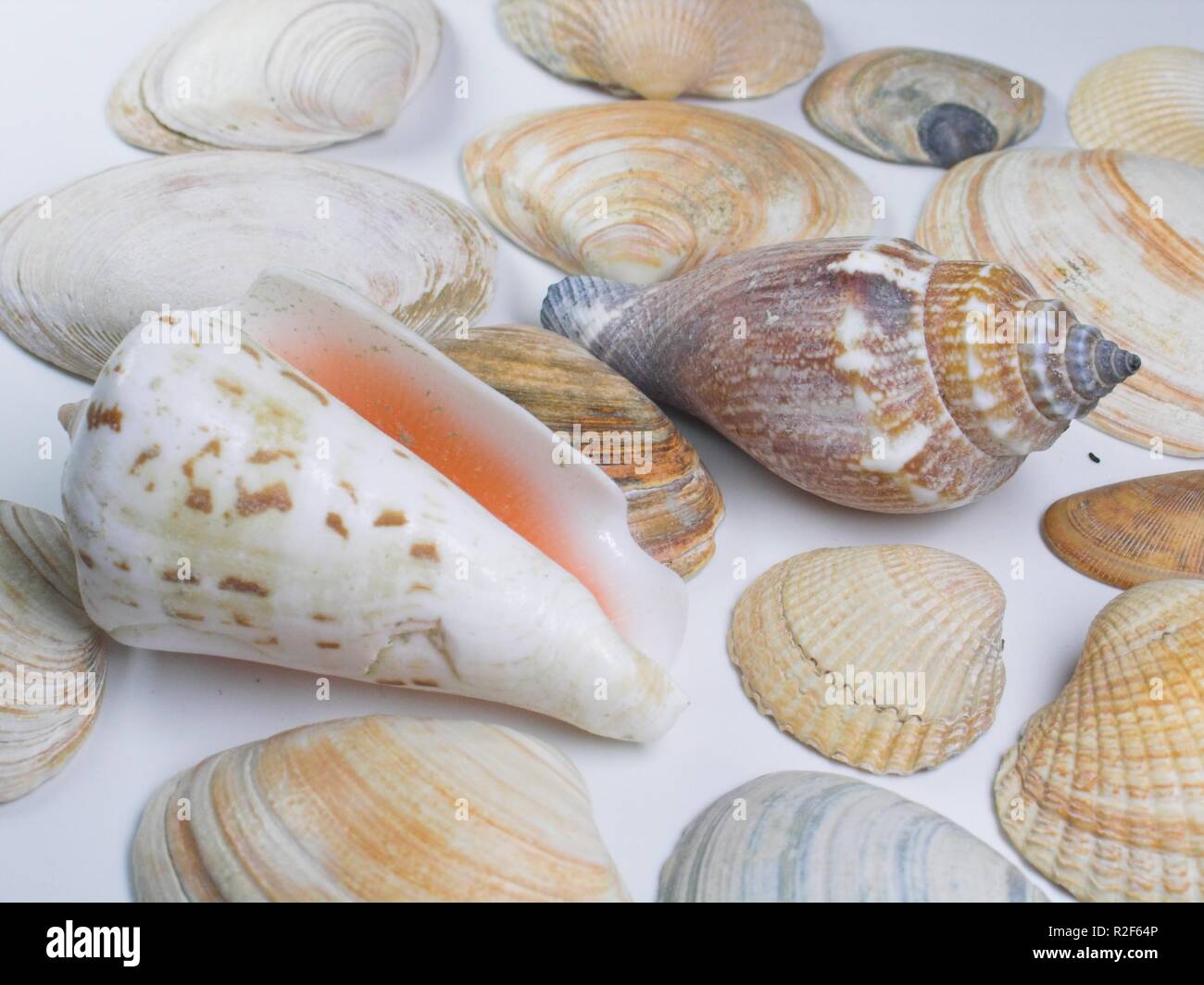 High dive dry hi-res stock photography and images - Alamy