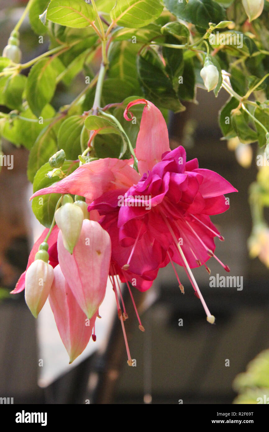 Fuchsia (?) in a floral exhibition in Nantes (France Stock Photo - Alamy