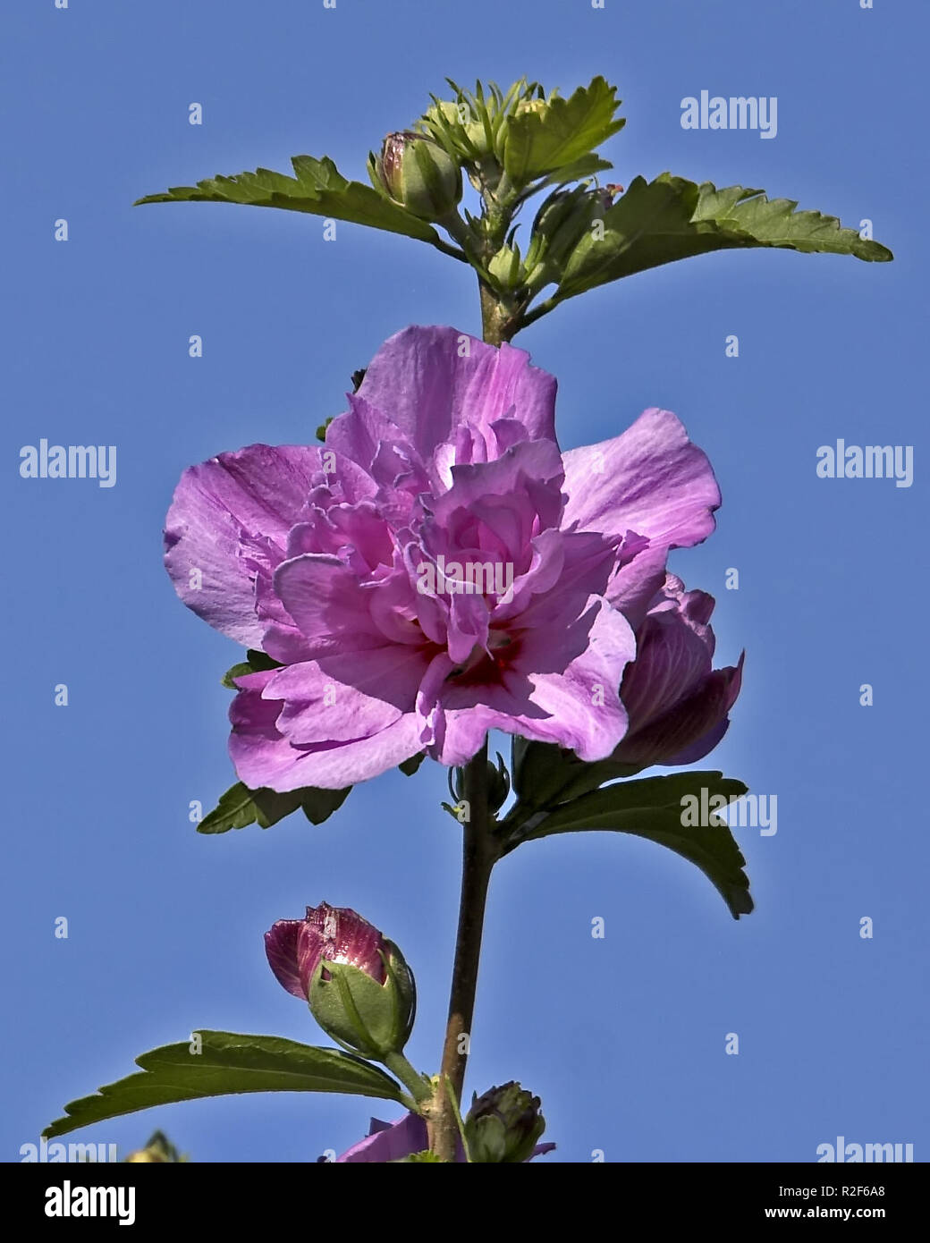 Bauernrose hi-res stock photography and images - Alamy