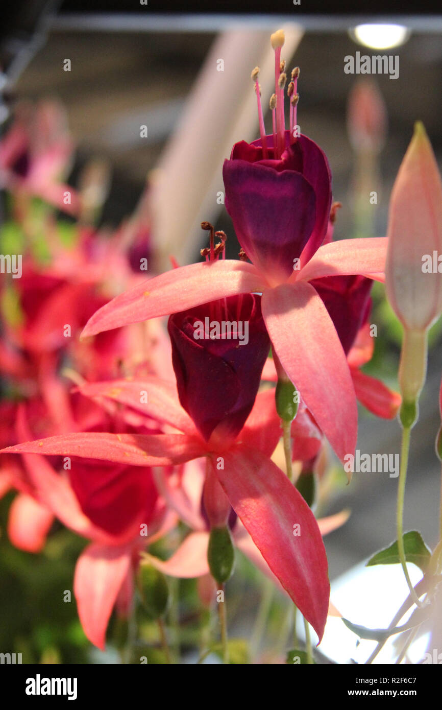 Fuchsia (?) in a floral exhibition in Nantes (France Stock Photo - Alamy