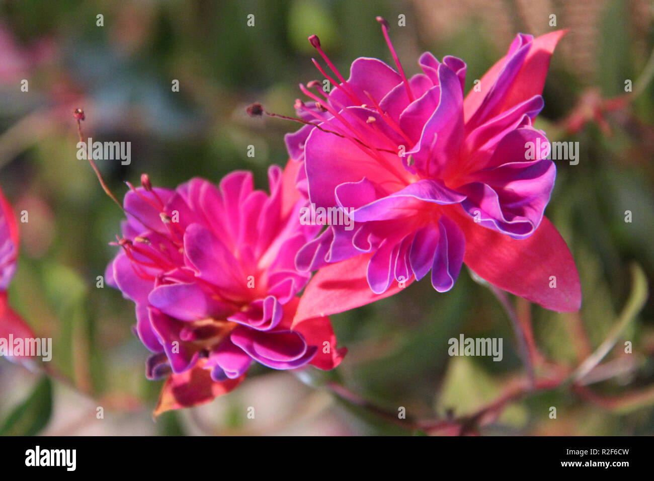Fuchsia (?) in a floral exhibition in Nantes (France Stock Photo - Alamy