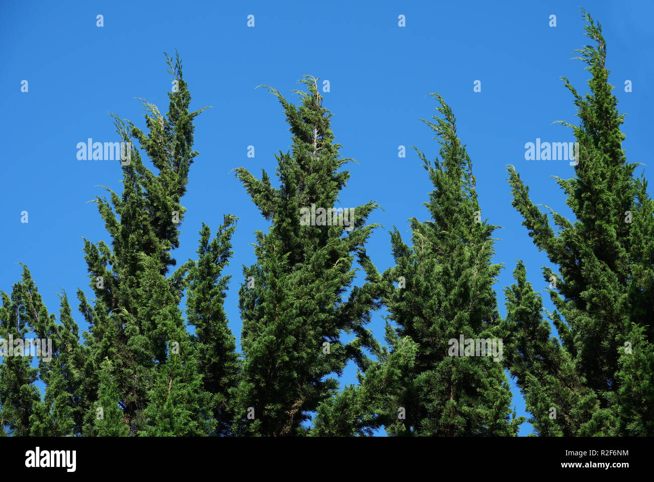 Pine tree with blue sky background Stock Photo - Alamy