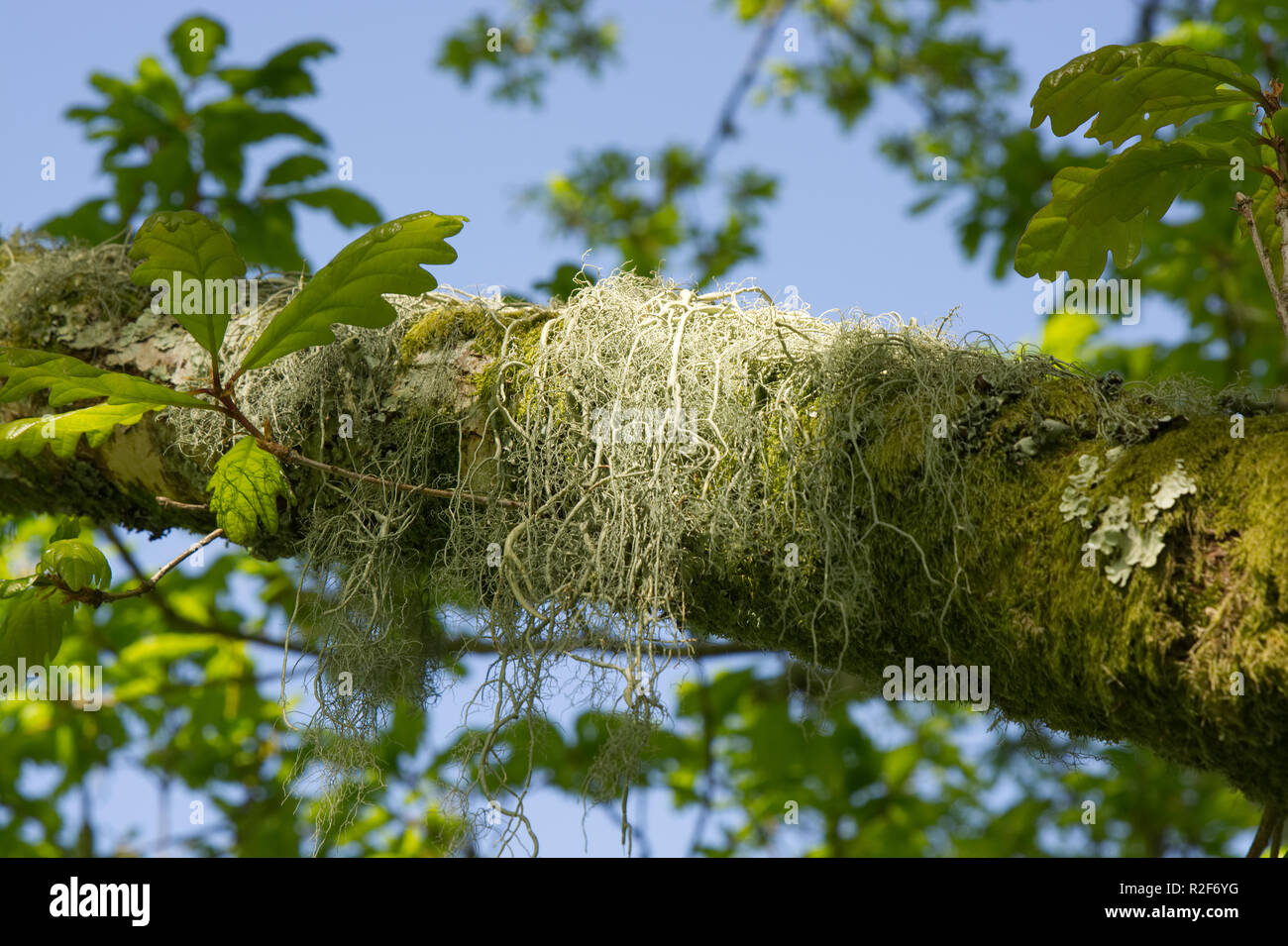 Litchen hi-res stock photography and images - Alamy