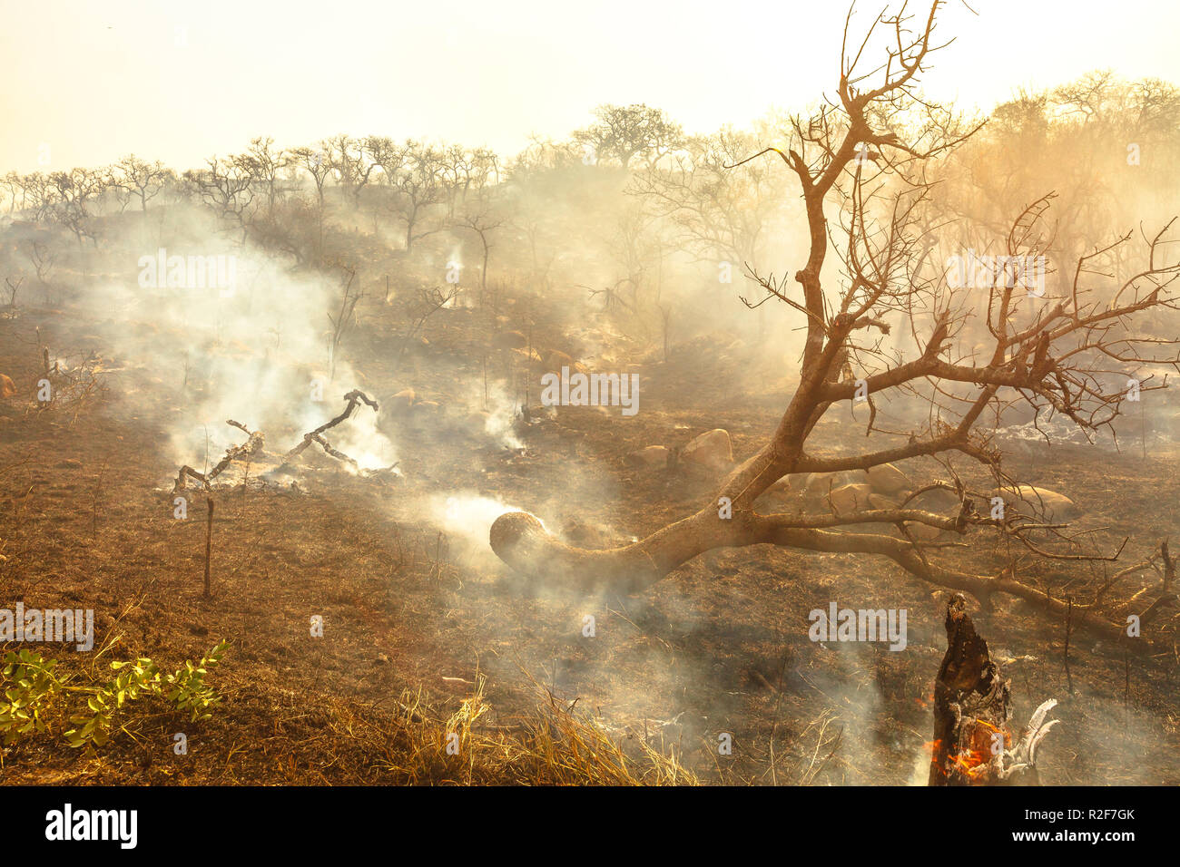 Fire south africa hi-res stock photography and images - Alamy