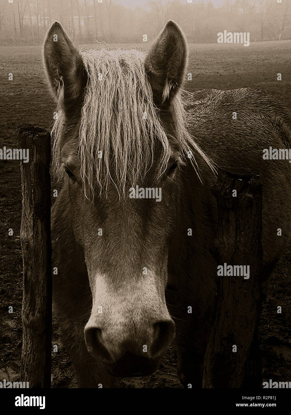 Sad horse hi-res stock photography and images - Alamy