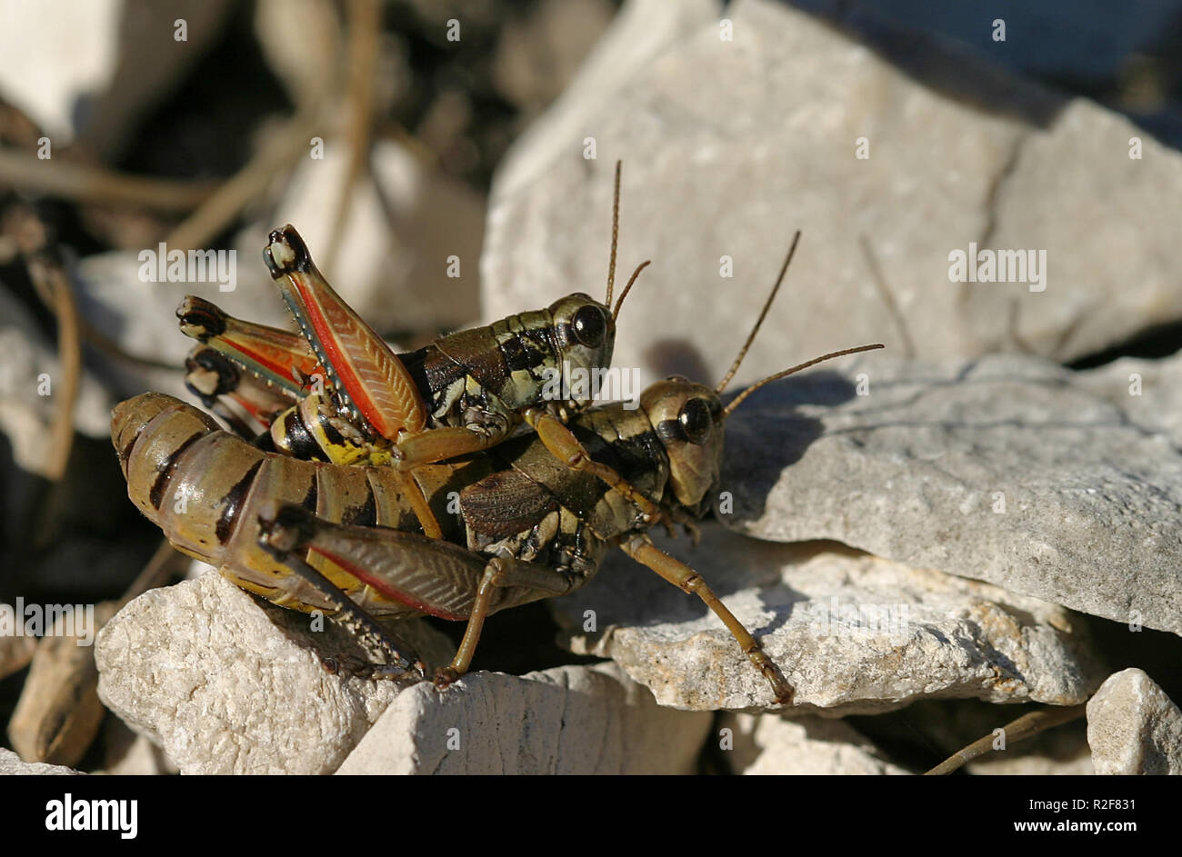 grasshopper in mating Stock Photo - Alamy