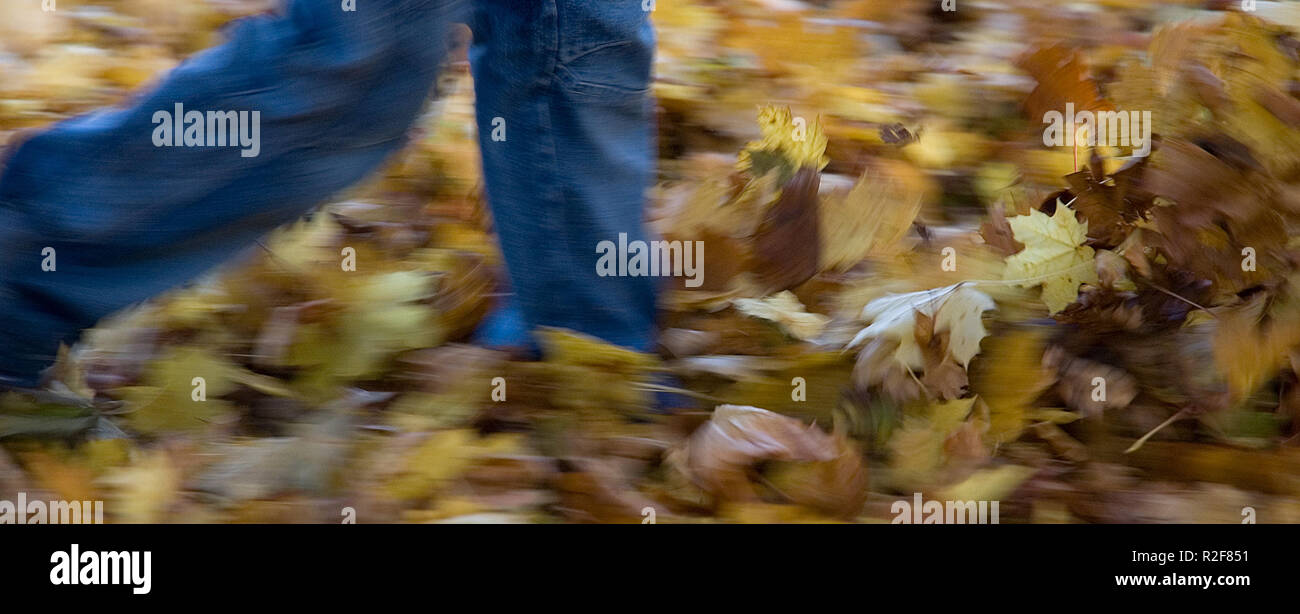 movement in autumn foliage Stock Photo - Alamy