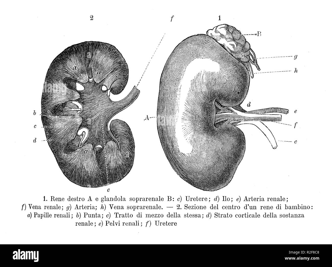 Vintage illustration of anatomy, human kidney section with Italian ...