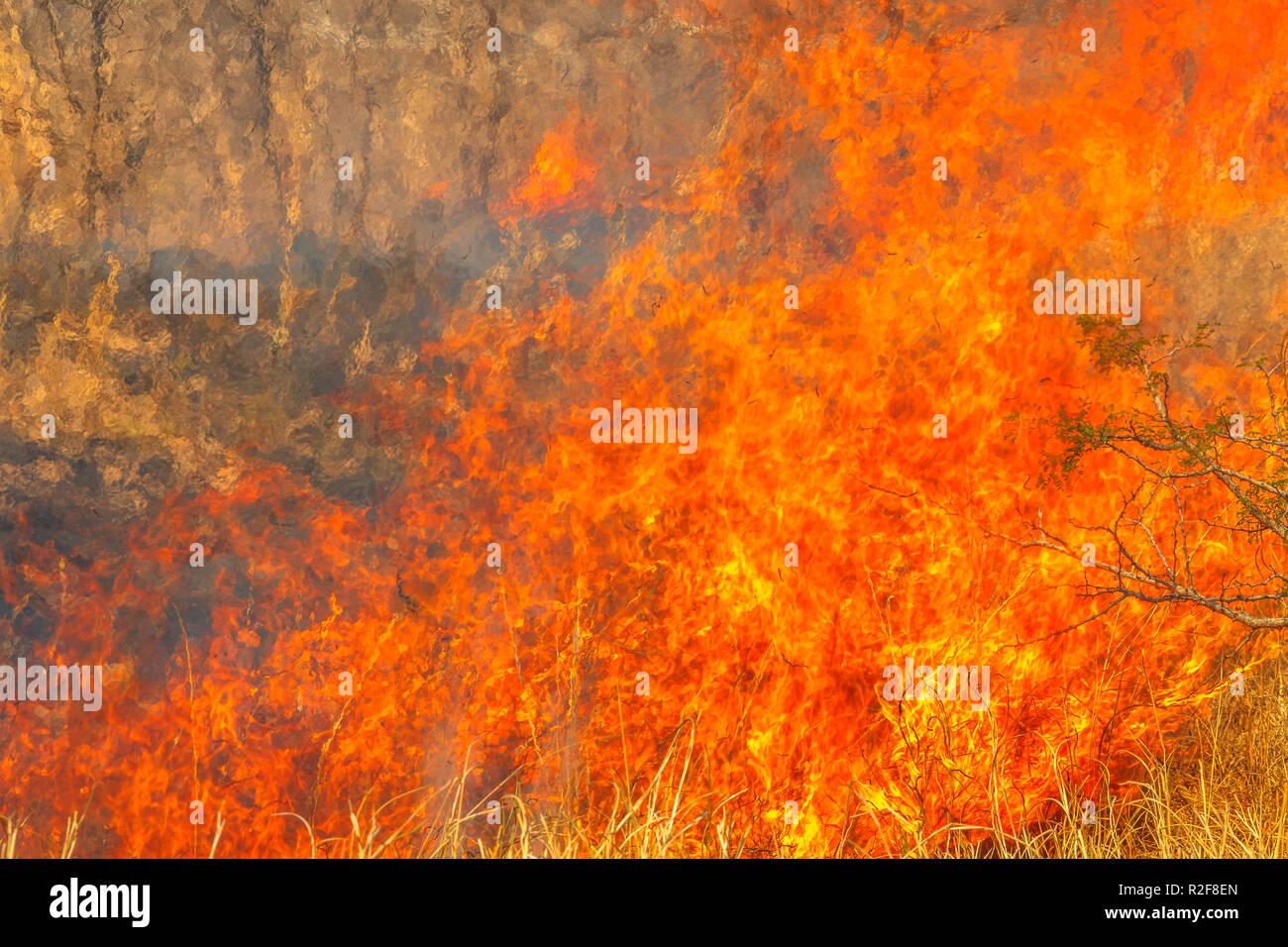 Conceptual climate change. Fire background. Close-up of bush in flames ...