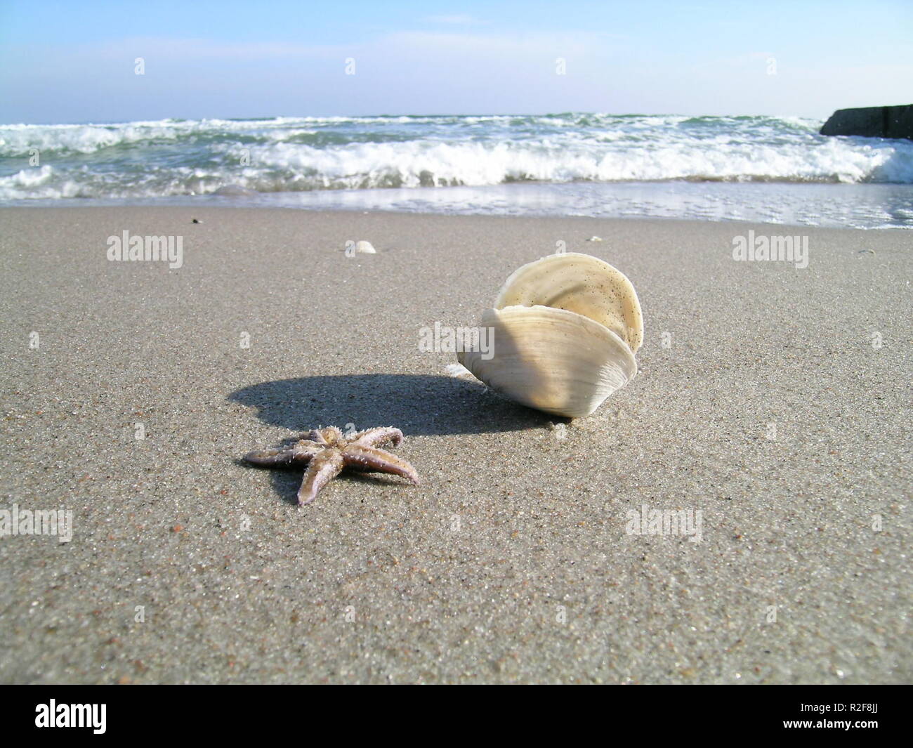 Star shell hi-res stock photography and images - Alamy