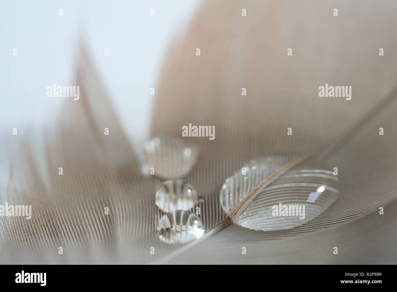 water motion trio feather structure reinforcing Stock Photo - Alamy