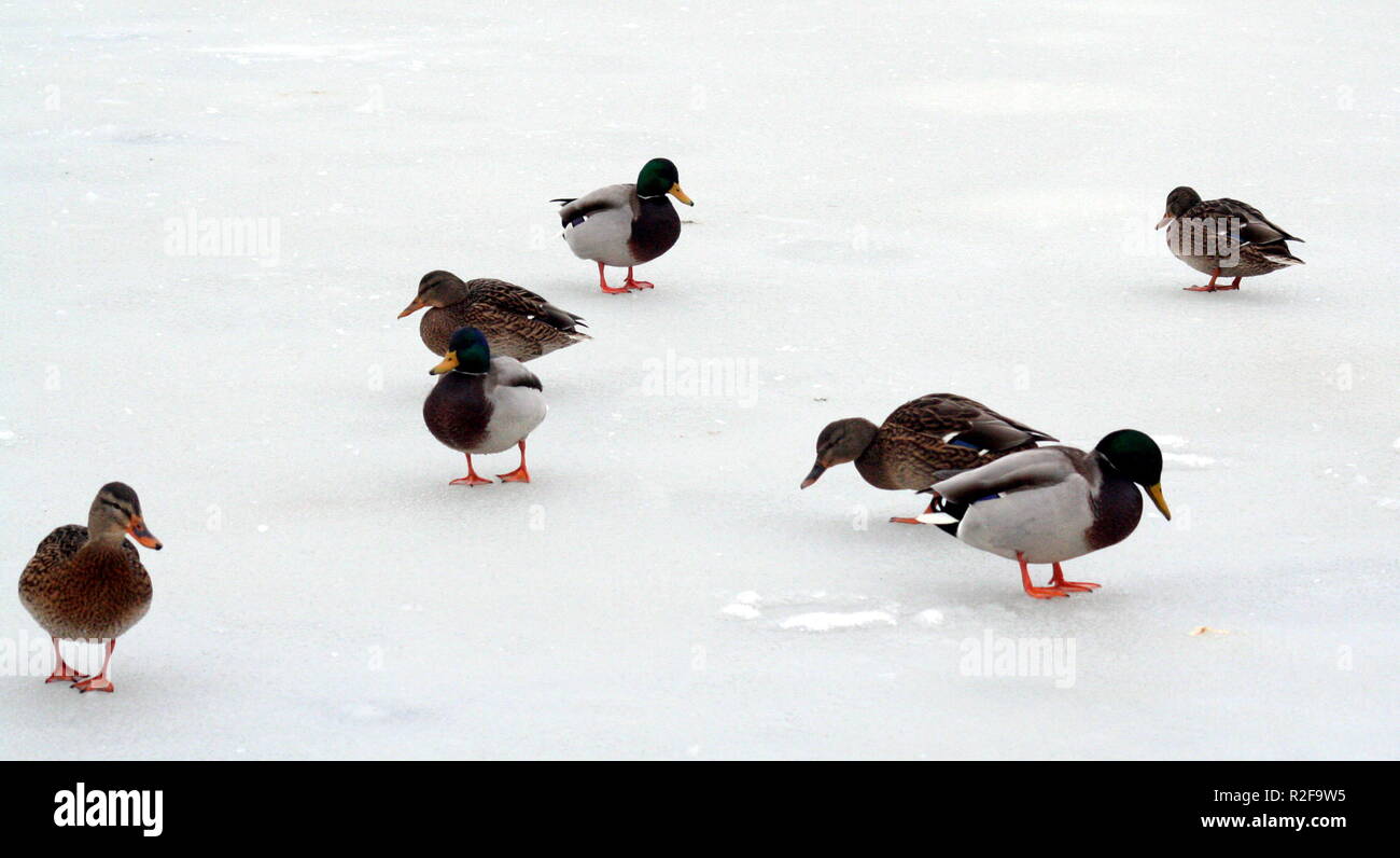 ducks on ice Stock Photo - Alamy