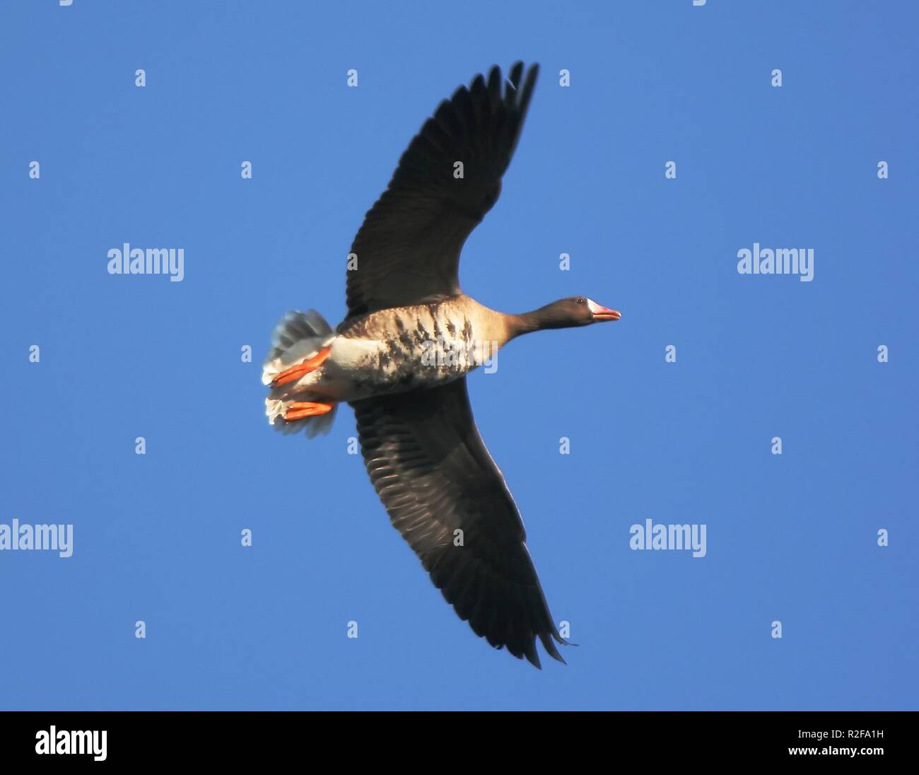 new year geese wildlife Stock Photo - Alamy