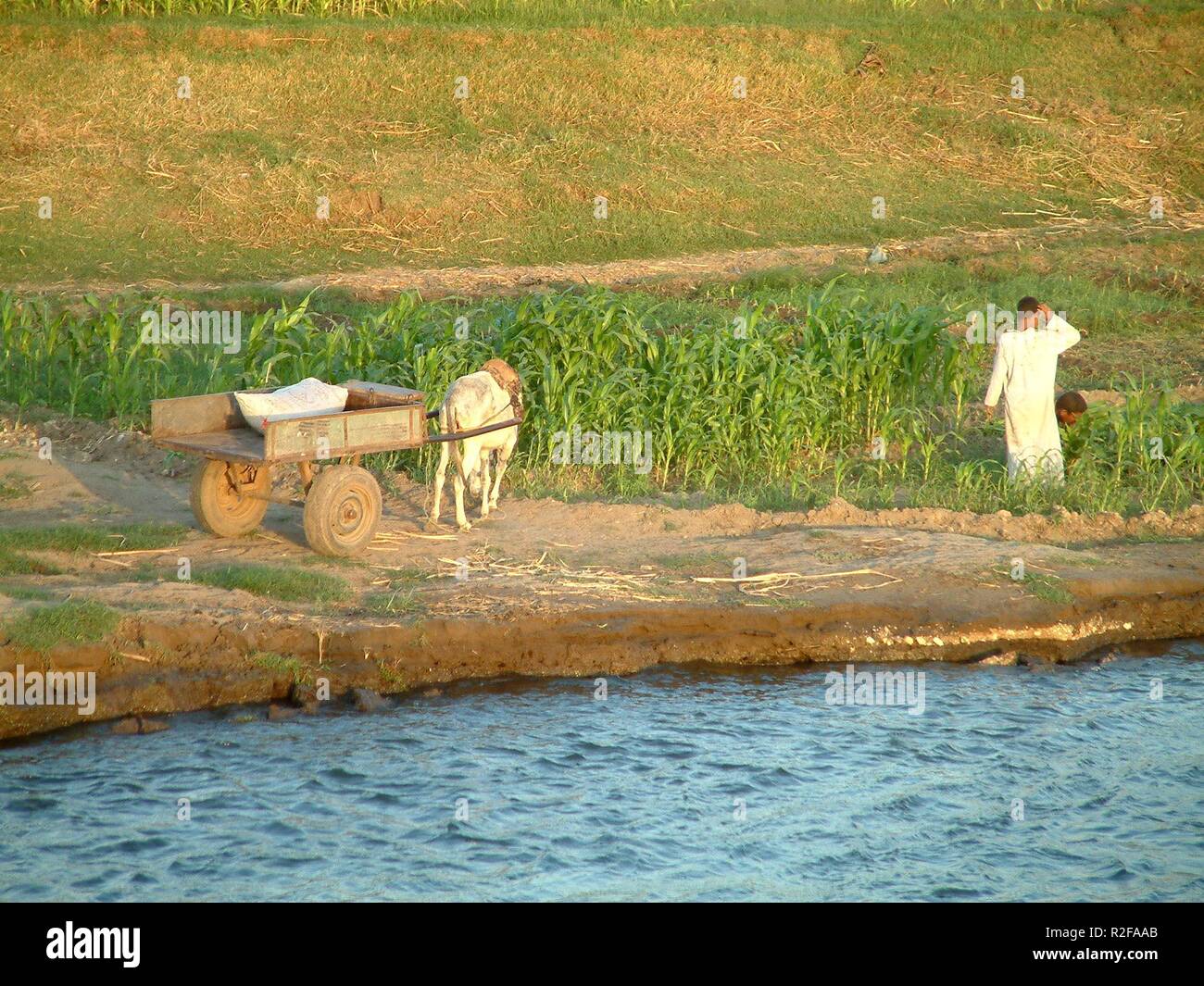 farming on the nile Stock Photo - Alamy