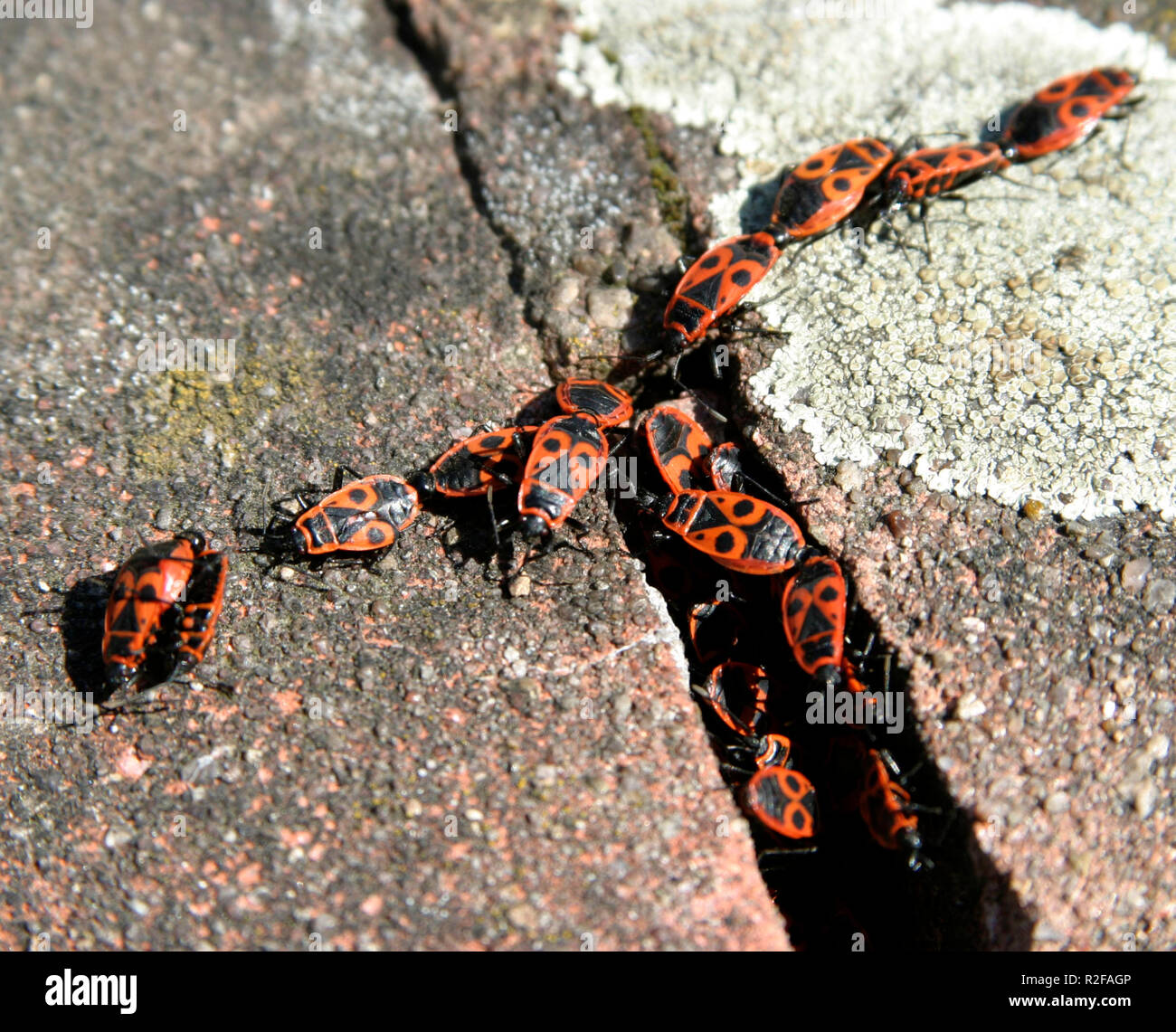 Insektenplage hi-res stock photography and images - Alamy