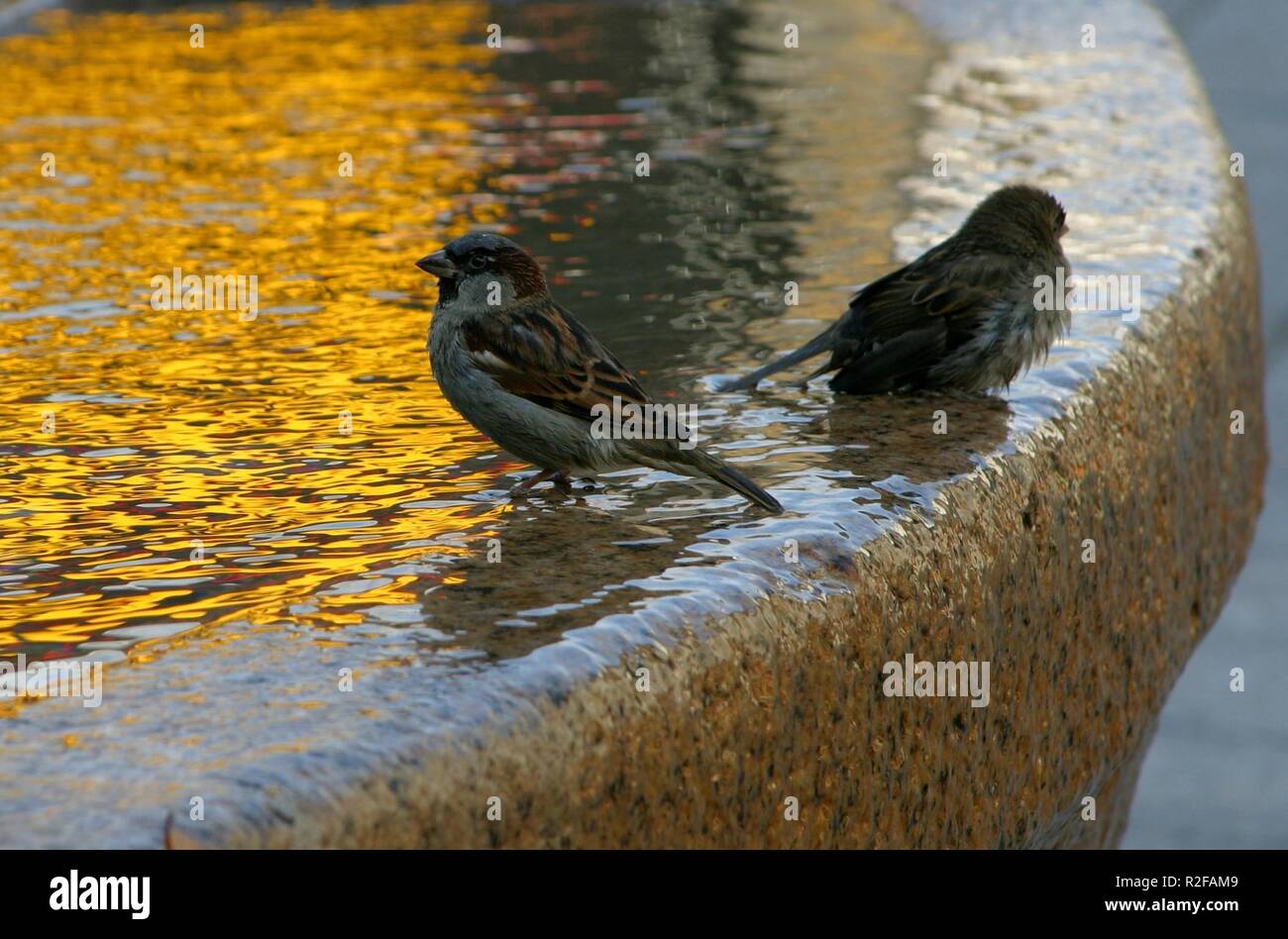 Gold sparrow hi-res stock photography and images - Alamy