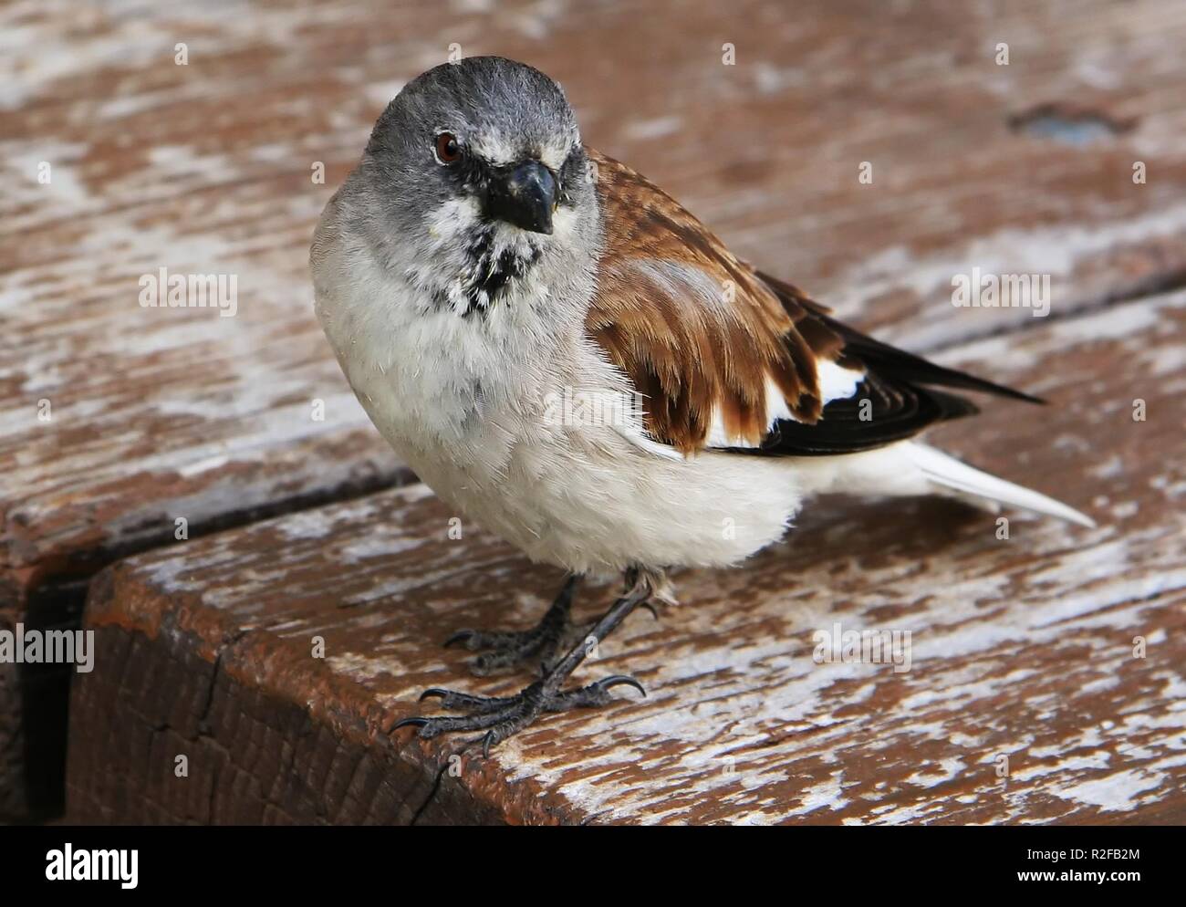 Alpenfauna High Resolution Stock Photography and Images - Alamy