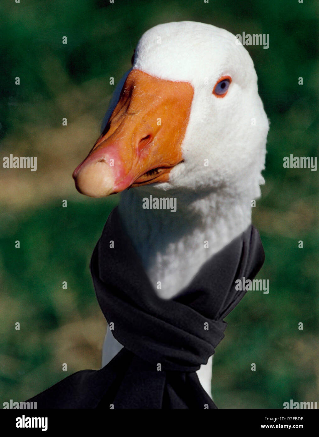 Avian influenza swan hi-res stock photography and images - Alamy