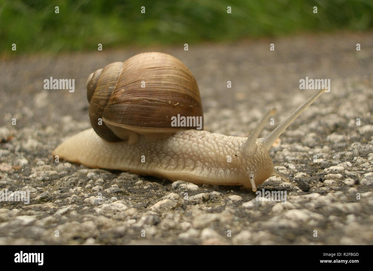 Schleimen hi-res stock photography and images - Alamy