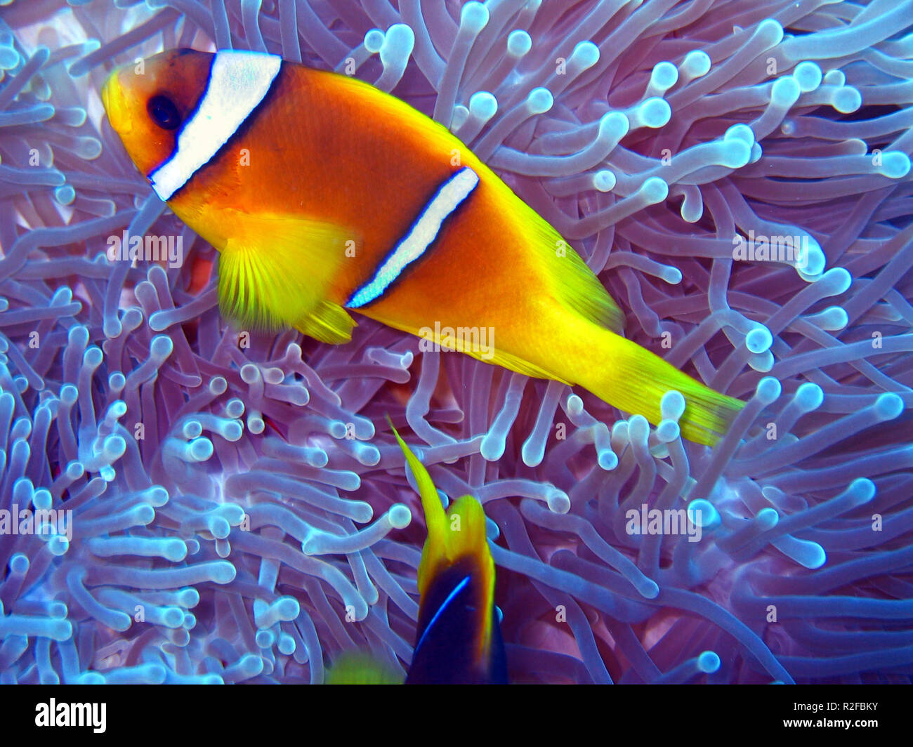 Ss anemonefish hi-res stock photography and images - Alamy