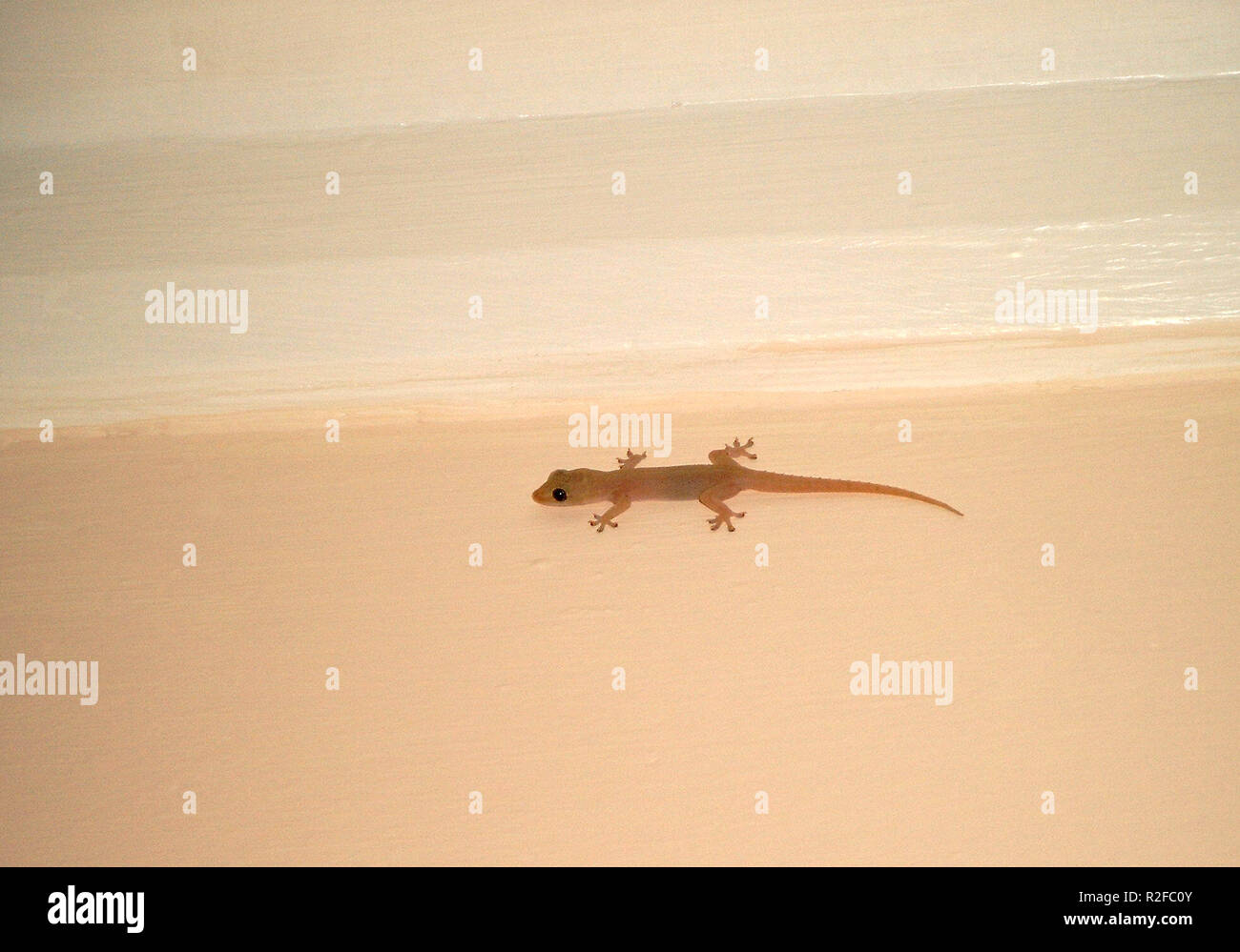 Mauritius reptiles hi-res stock photography and images - Alamy