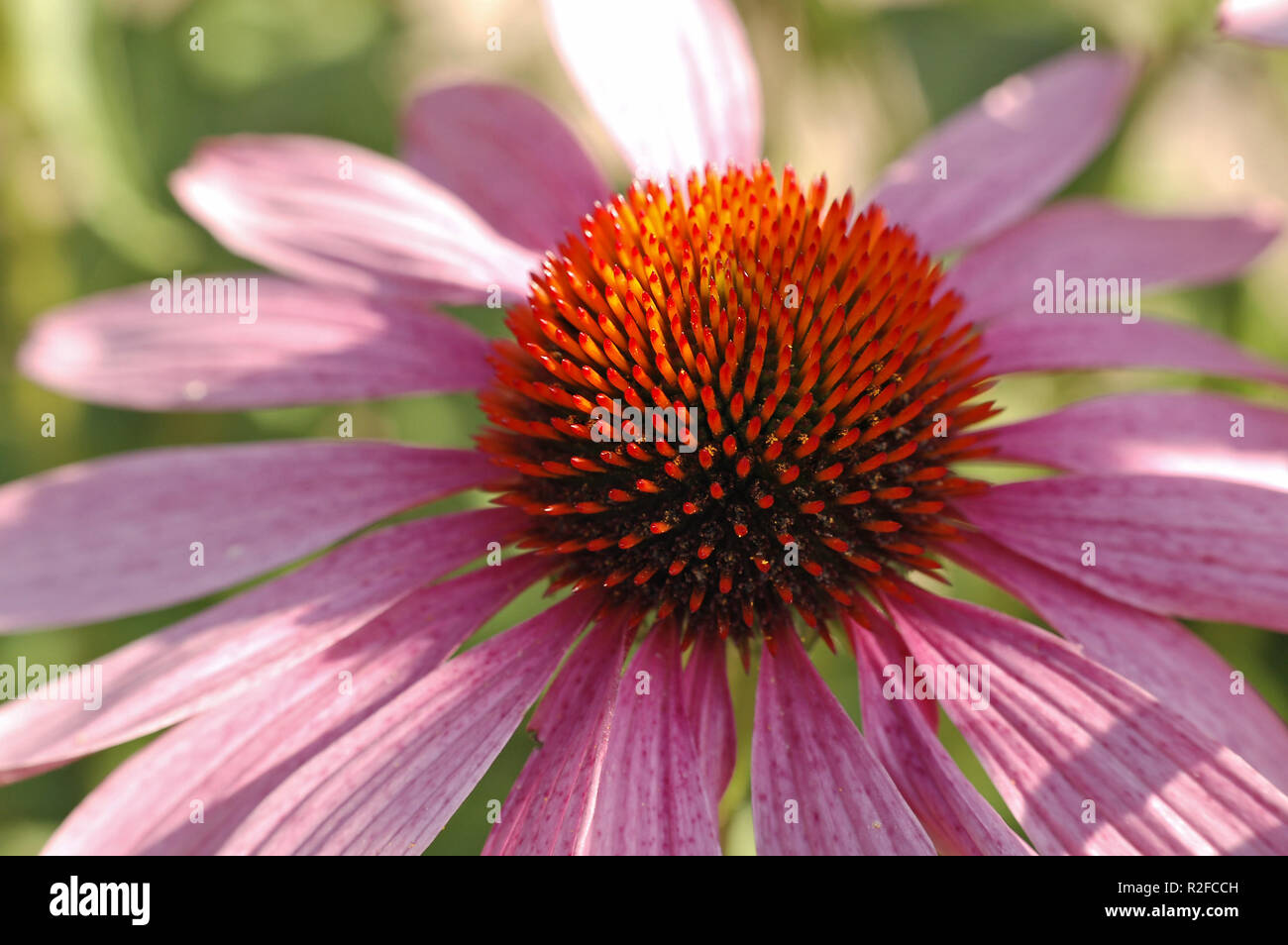 Echinacea winter hi-res stock photography and images - Alamy